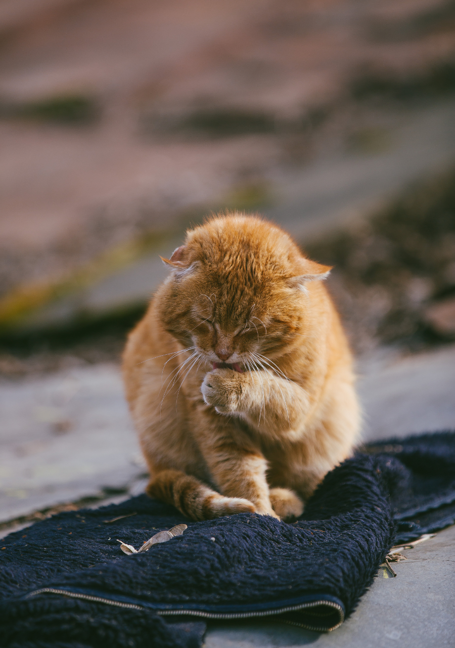 Picada De Pulga, Reacao Alergica