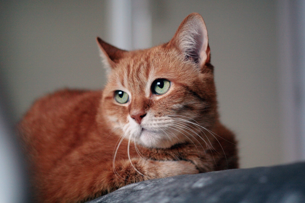 Será que o meu gato vai aceitar o tratamento da diabetes? – HOSPITAL ...